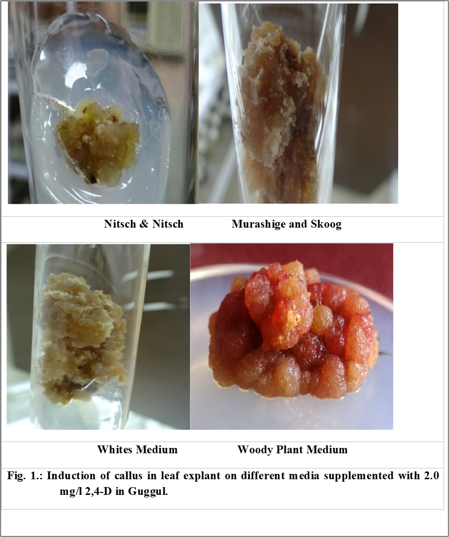 Effect of Culture Medium on In vitro Callus Induction of Guggul ...